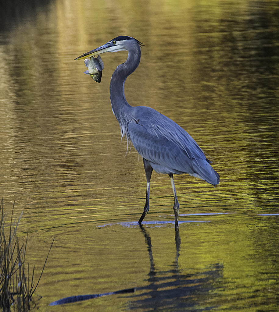 Salisbury City Bird Poll