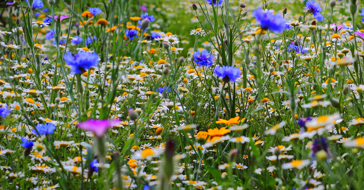 City Launches Pocket Pollinator Meadow Program